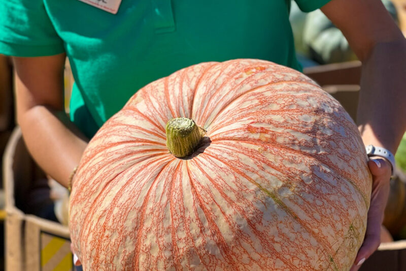 How to Make Your Jack-O’-Lantern Last Longer | Stew Leonard's Grocery ...
