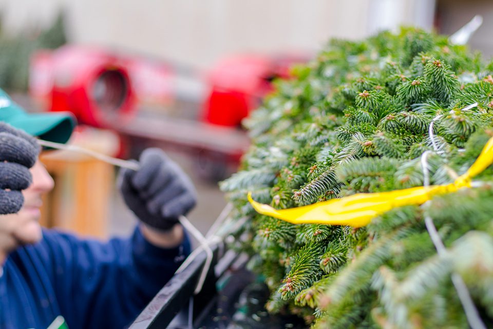 Talking Trees - Stew Leonard's Christmas | Grocery Delivery & Pickup
